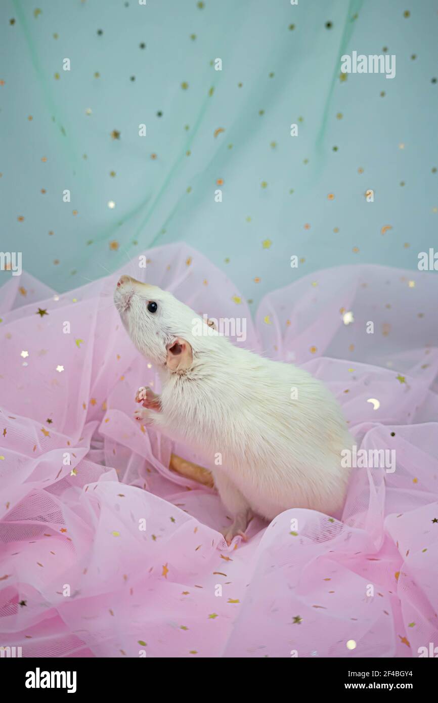 A small cute white decorative rat sits among the folds of mint and pink ...