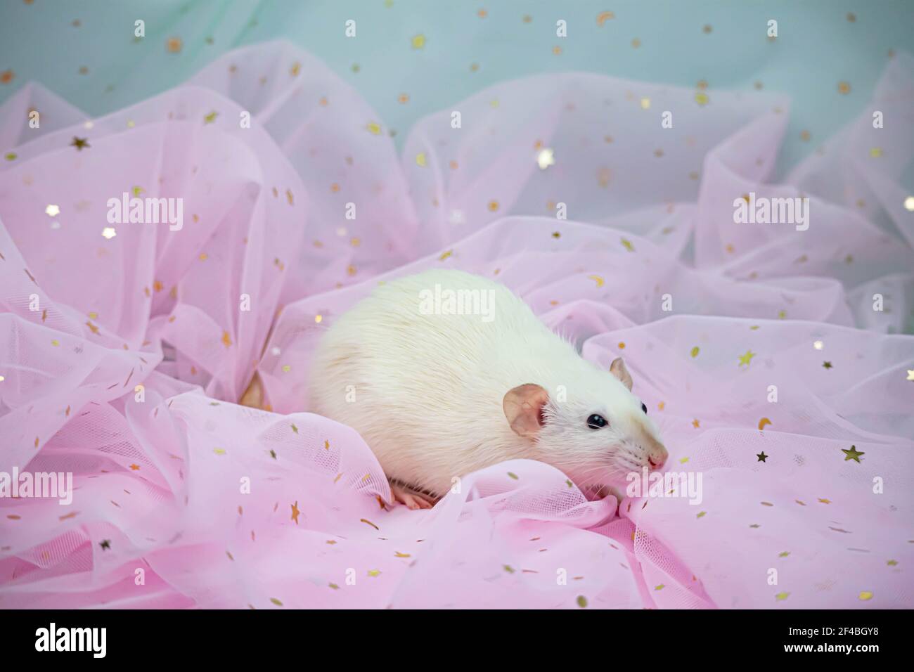 Princess rat hi-res stock photography and images - Alamy
