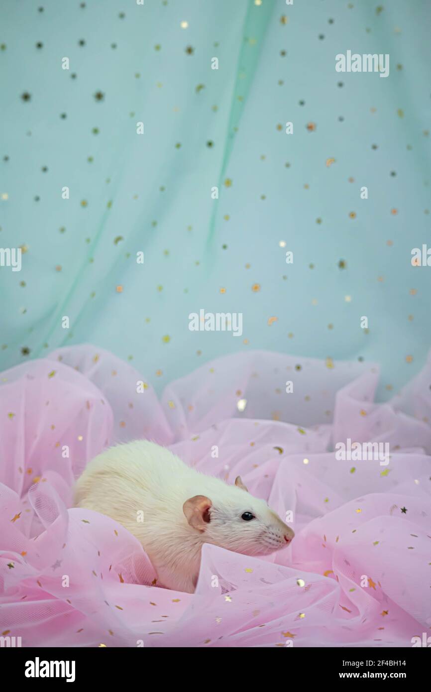 Princess rat hi-res stock photography and images - Alamy