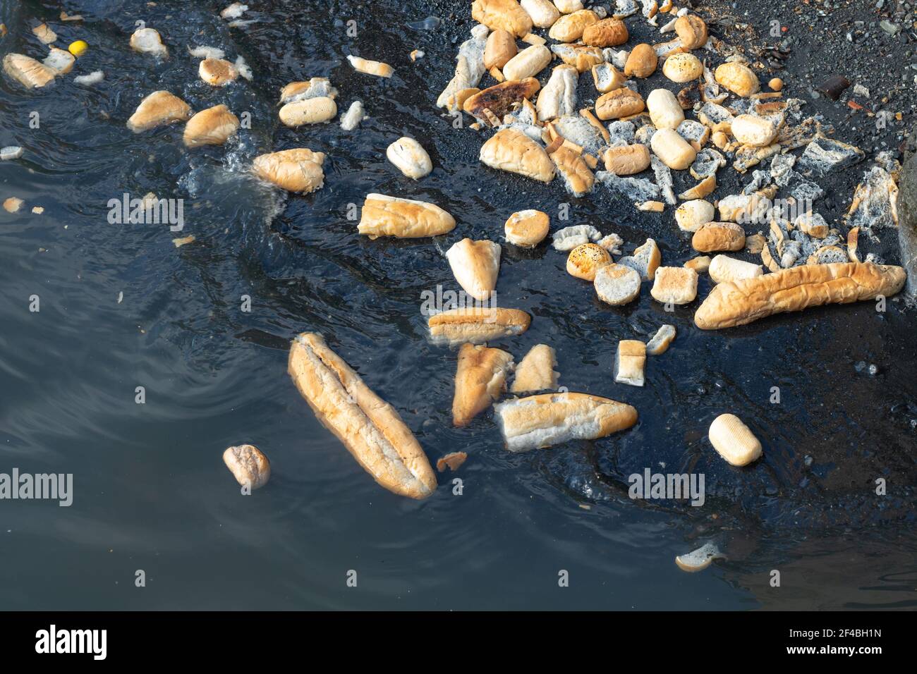 food waste background photo. breads on the sea. food waste problem ...