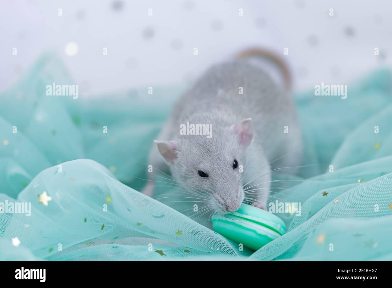 A small cute gray decorative rat sits among folds of mint light and ...