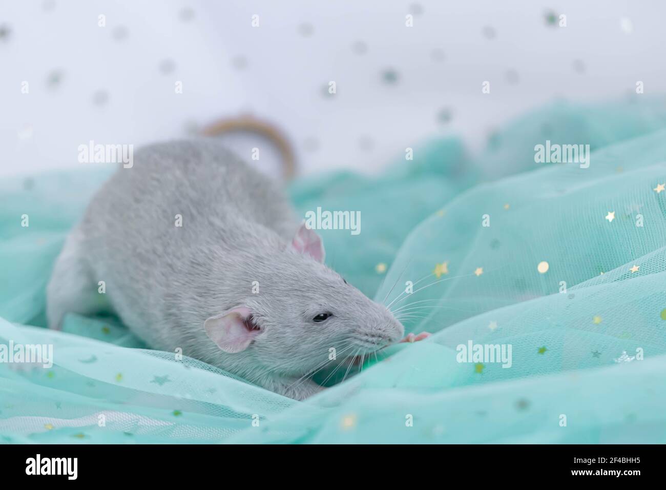 A small cute gray decorative rat sits among folds of mint light and ...