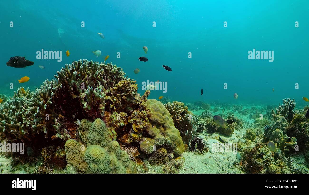 Beautiful underwater landscape with tropical fishes and corals. Life ...