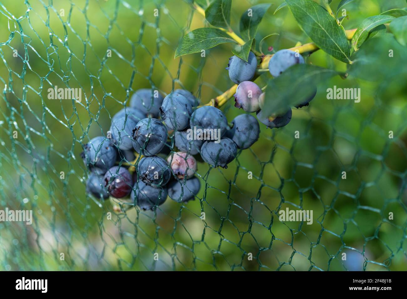 Safeguarding your garden harvest: Ripe blueberries under netting Stock ...