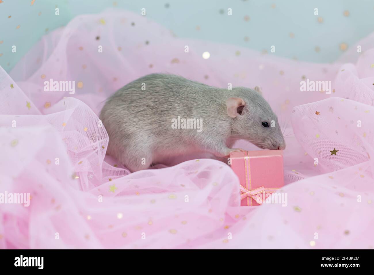 A small cute gray decorative rat sits among folds of pink light and ...