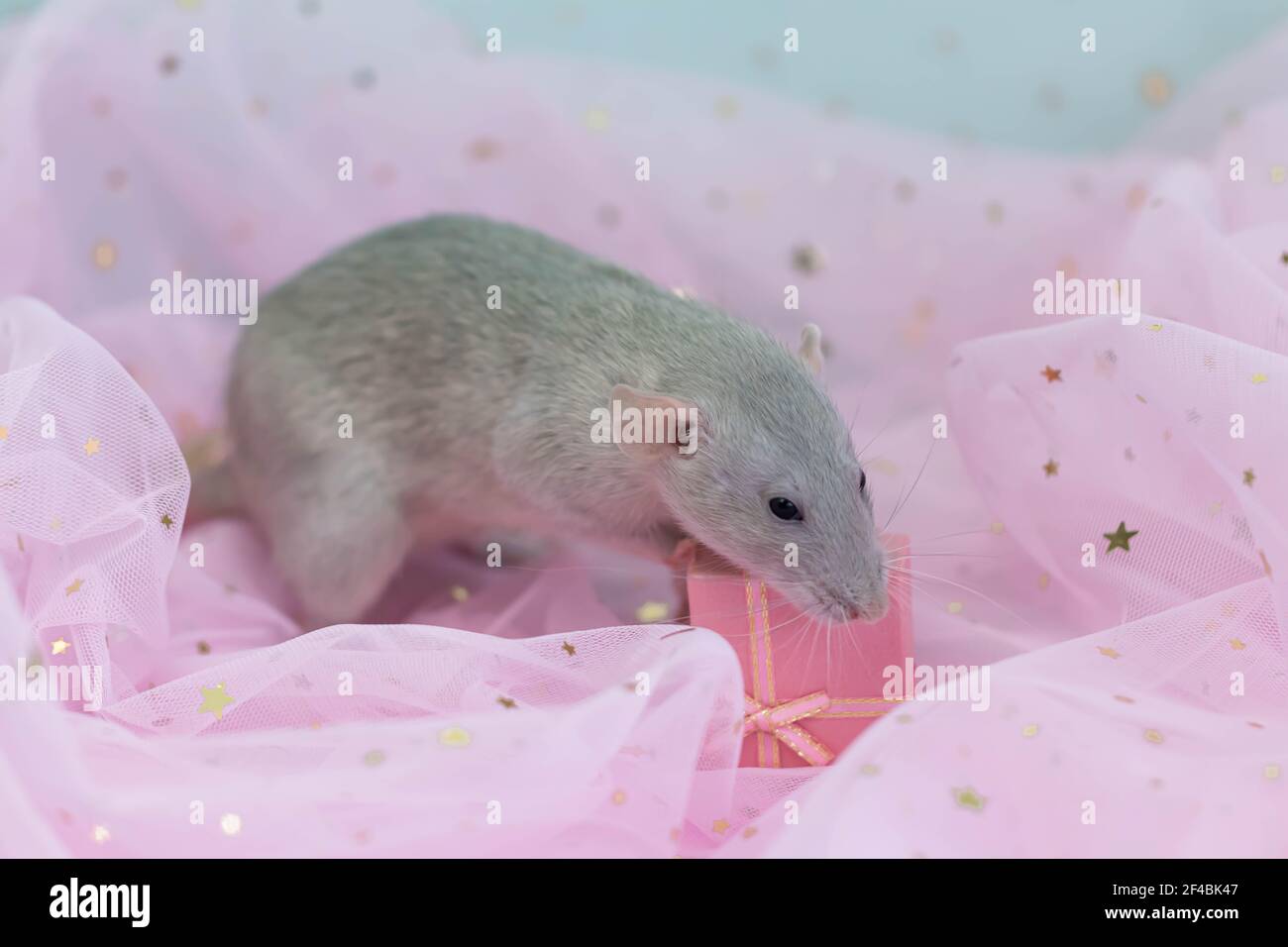 A small cute gray decorative rat sits among folds of pink light and ...