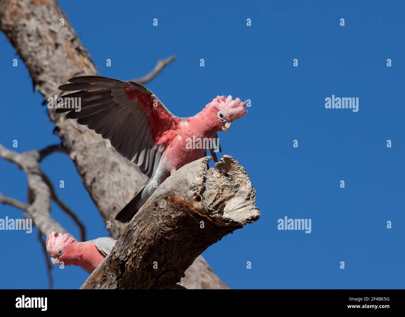 Angry Galahs, Eolophus roseicapilla Stock Photo - Alamy