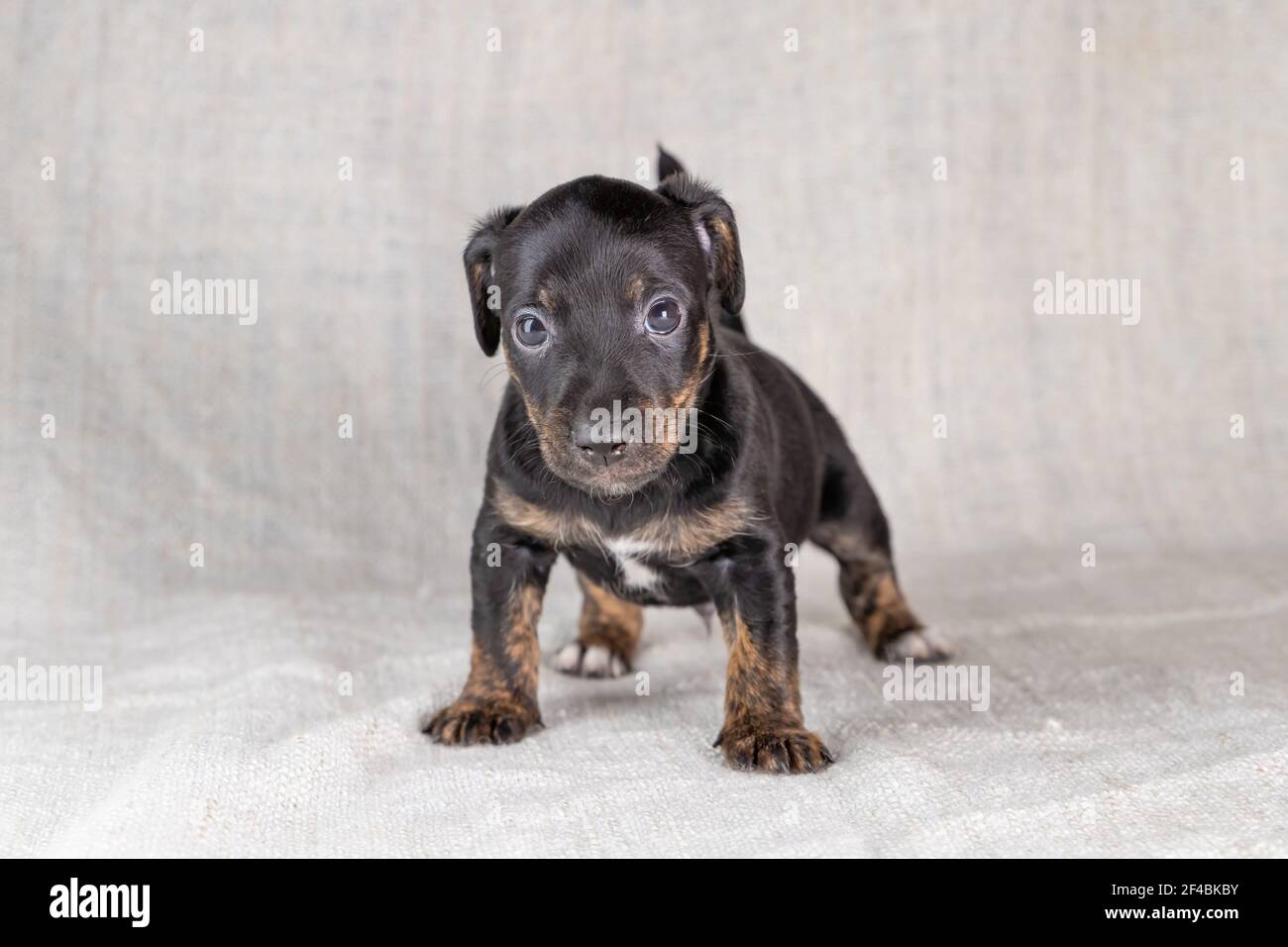 Brown and black brindle Jack Russell Terrier dog puppy. Looks insecure ...