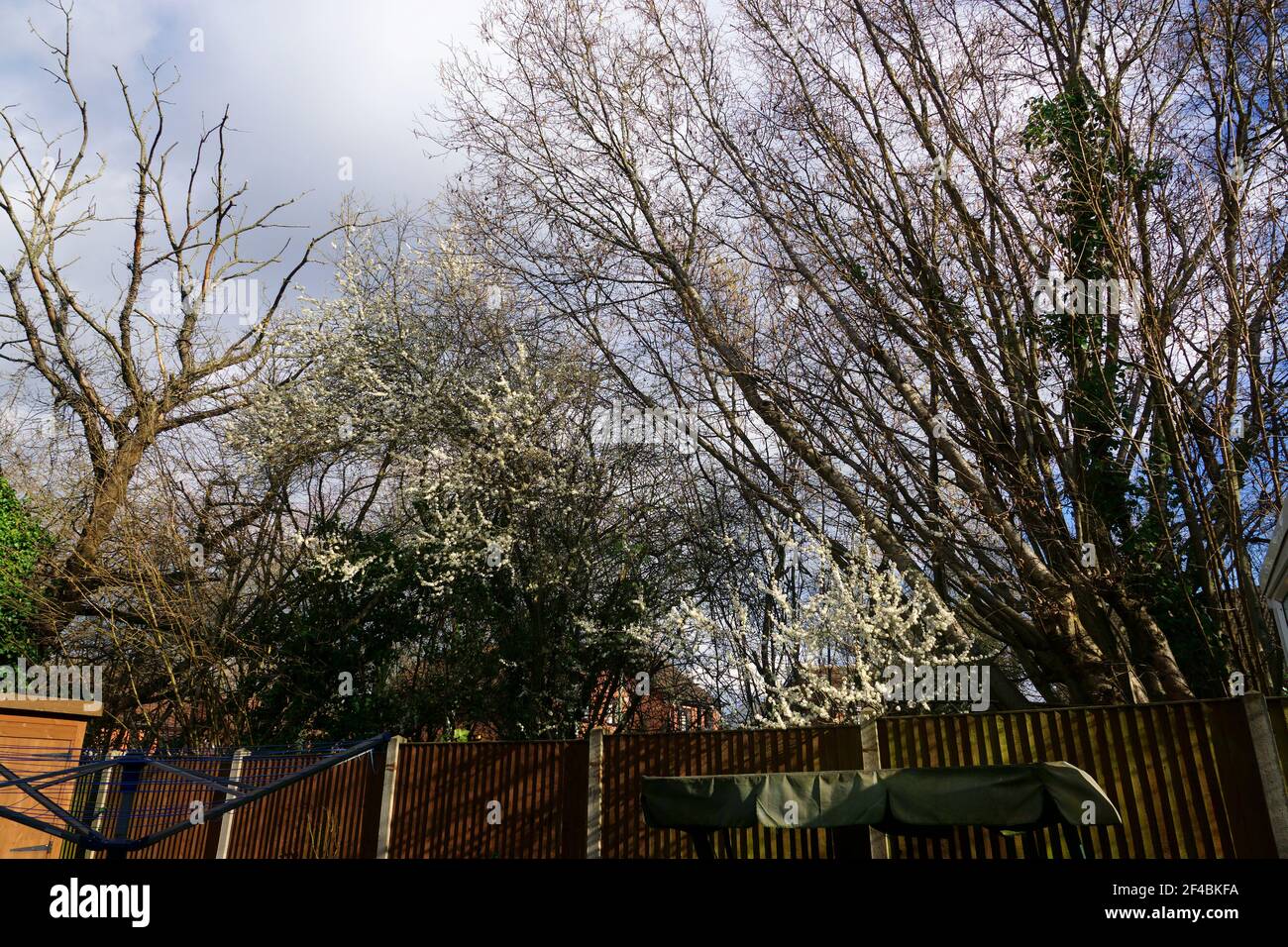 Hawthorn crimson cloud hi-res stock photography and images - Alamy