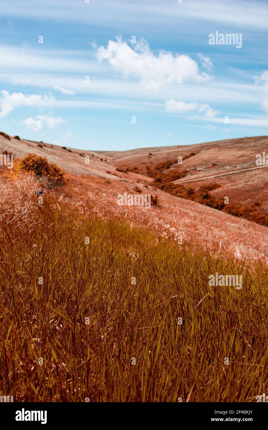 Summer and beautiful nature. Vacation Stock Photo - Alamy
