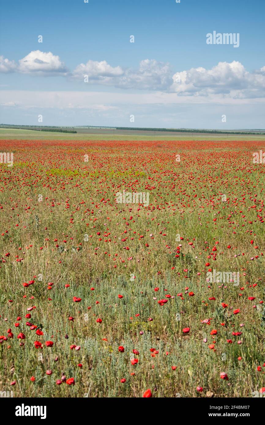 Summer and beautiful nature. Vacation Stock Photo - Alamy