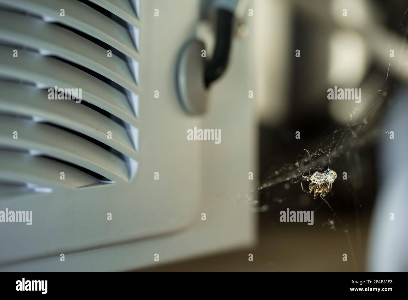 Rabbit hutch spider (Steatoda bipunctata) indoors with prey Stock Photo ...