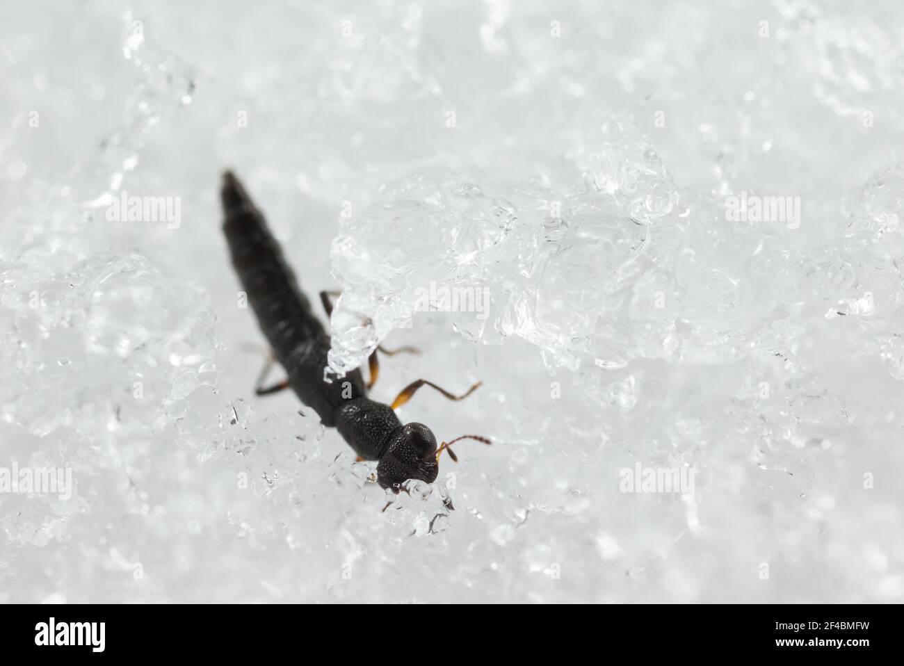 Stenus beetle hi-res stock photography and images - Alamy