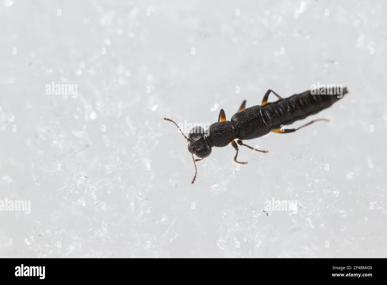 Rove beetle (stenus sp ) hi-res stock photography and images - Alamy