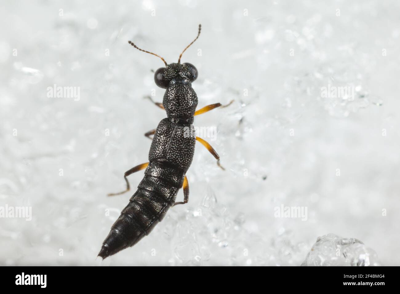 Stenus rove beetle hi-res stock photography and images - Alamy
