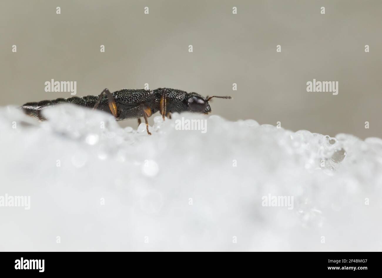Water skater rove beetle (Stenus sp) on snow Stock Photo - Alamy