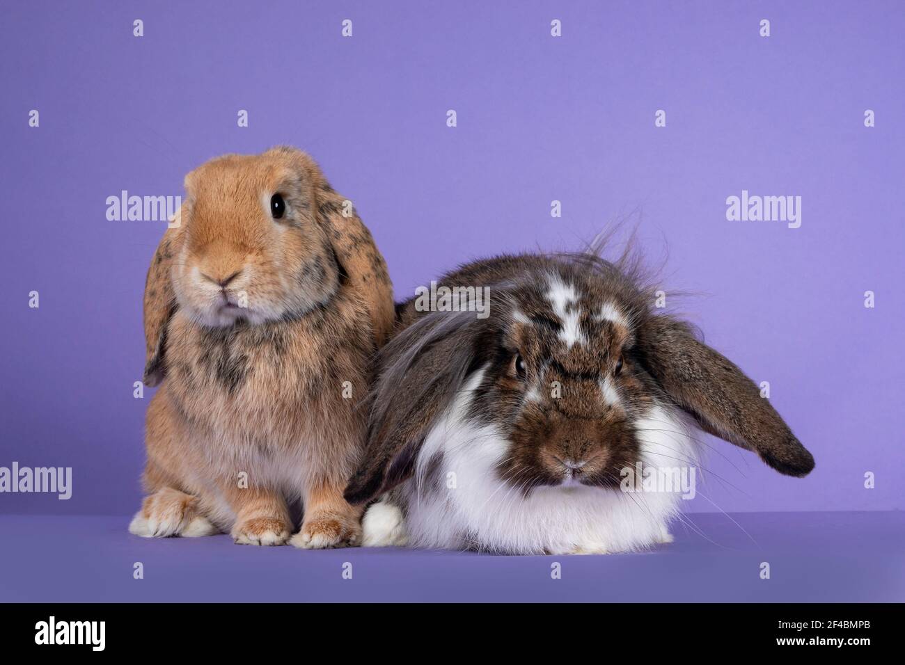 Two lop ear rabbits sitting together. Looking towards camera. Isolated ...