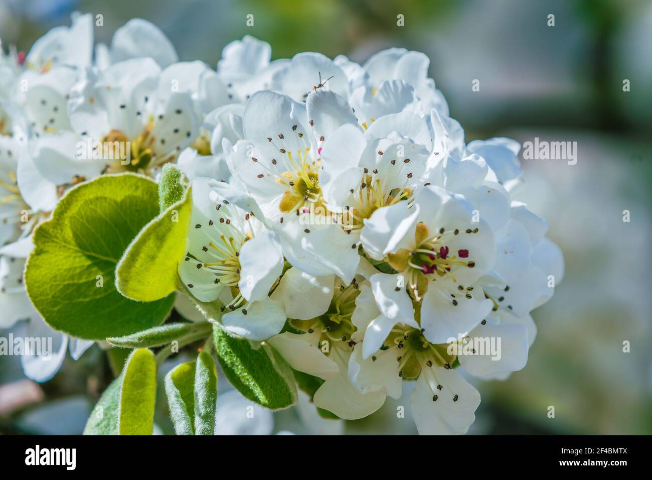 White blossom of an apple tree in the sunshine. Open flowers in detail ...