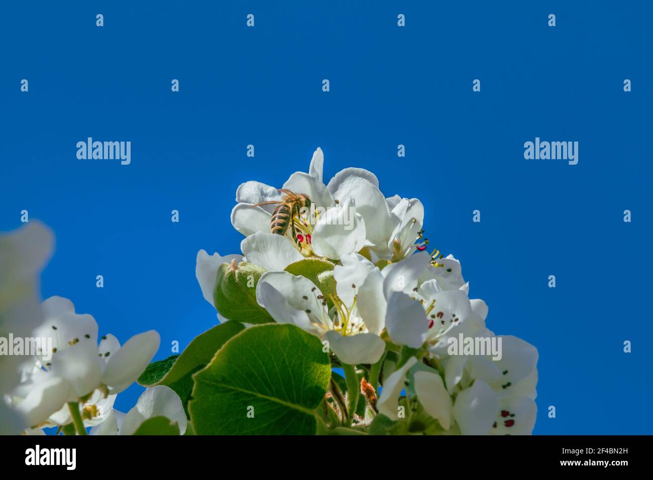 White open flower hi-res stock photography and images - Alamy