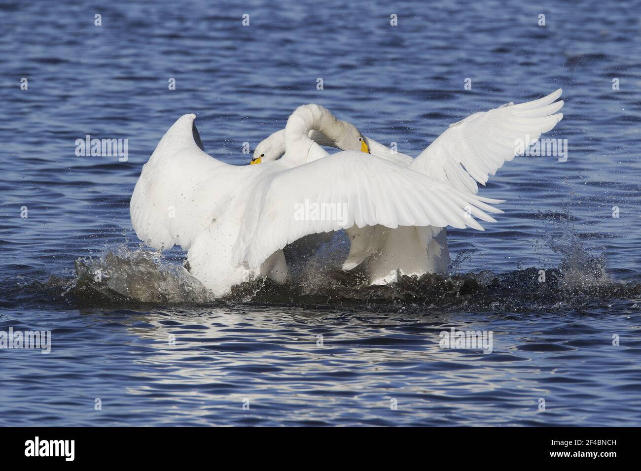 Swan fighting hi-res stock photography and images - Alamy