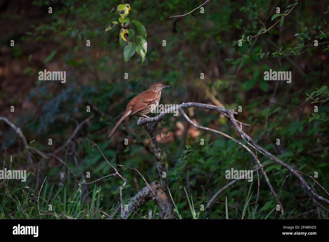 Brown thrasher (Toxostoma rufum) perched on a tree limb that has fallen ...