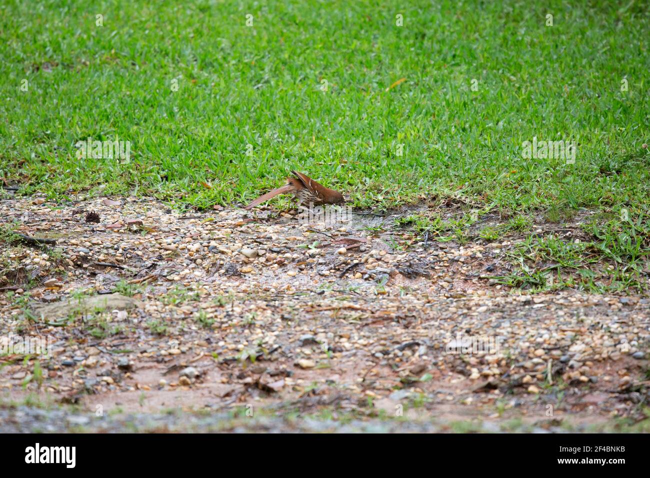 Brown thrasher (Toxostoma rufum) foraging in dirt near well-cut grass ...