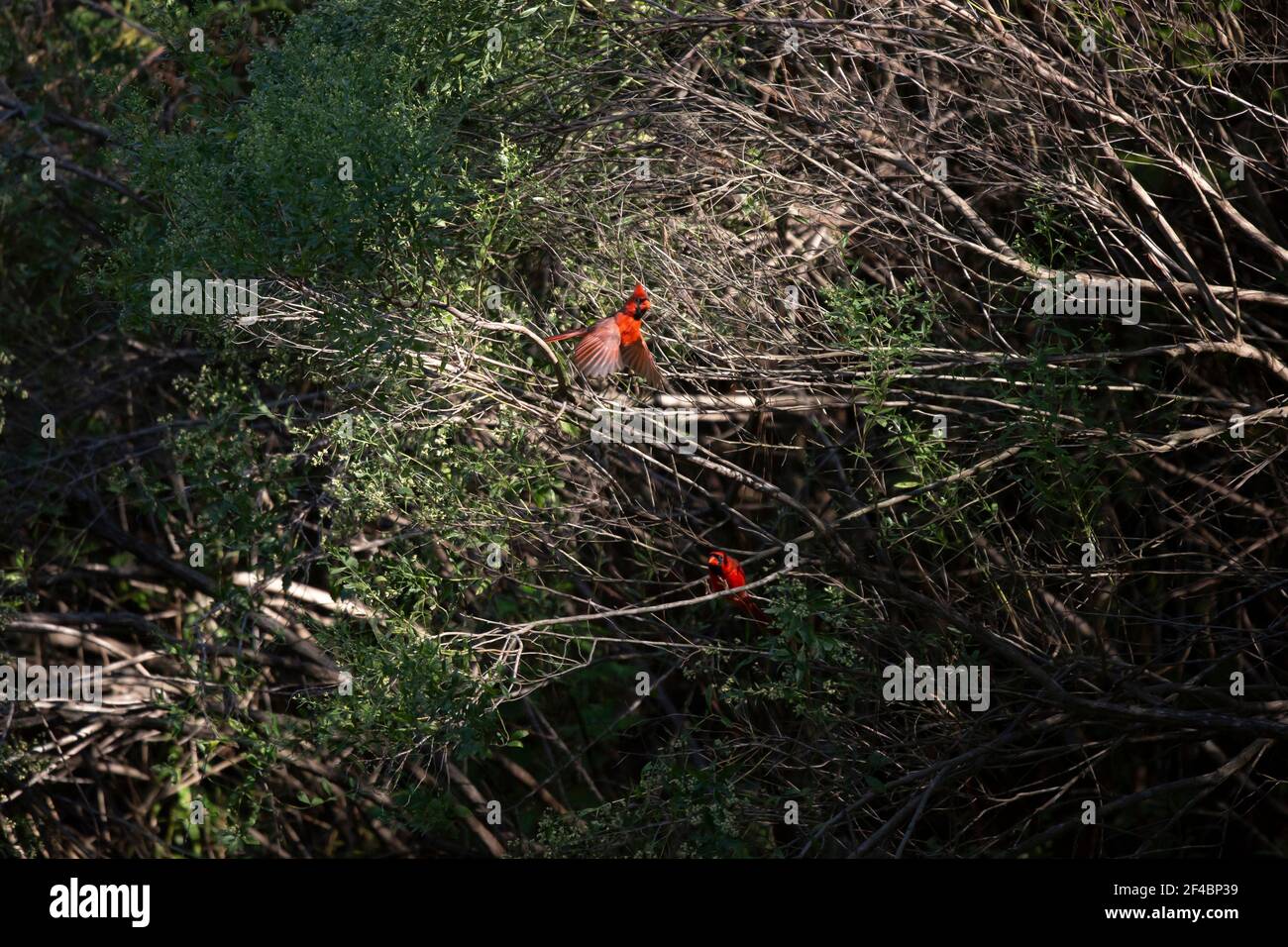 Male cardinal (Cardinalis cardinalis) flying with a small twig in his ...