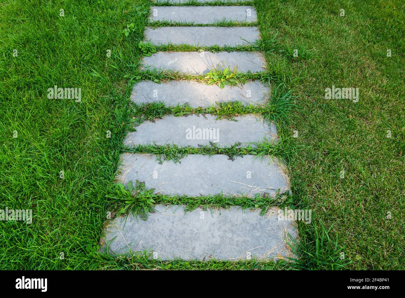 Grass plates hi-res stock photography and images - Alamy