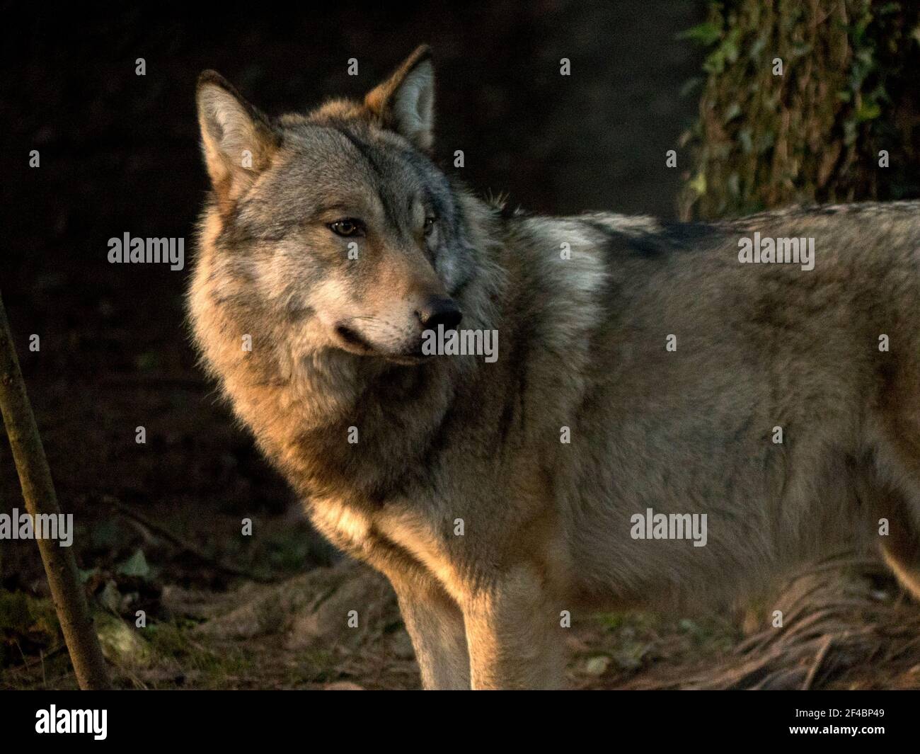 Family of canids hi-res stock photography and images - Alamy