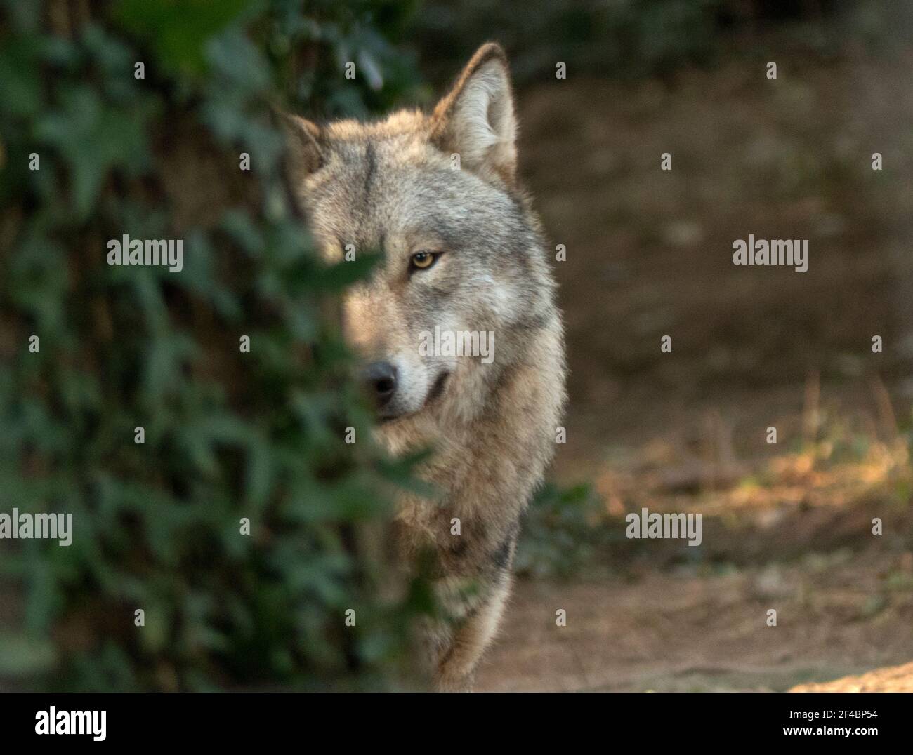 Once the commonest predator with the widest global distribution the ...