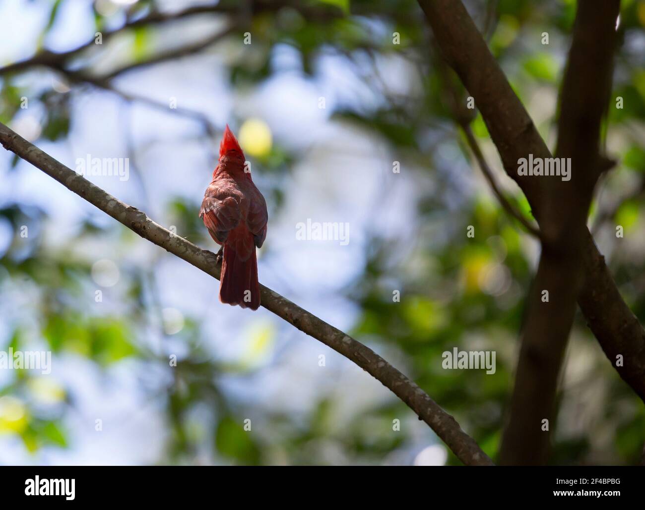 Male cardinal (Cardinalis cardinalis) showing his crest in a ...