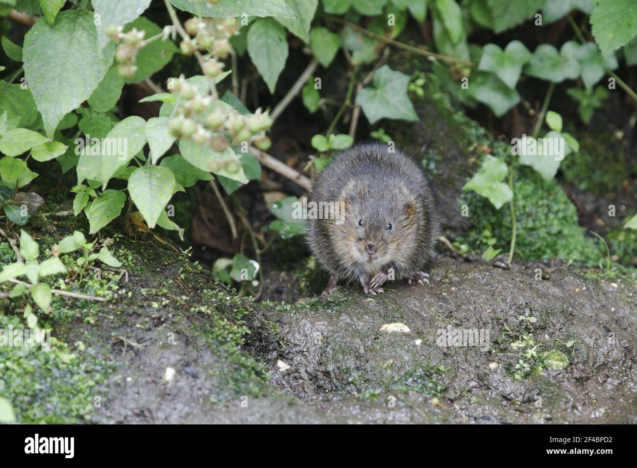 Water voles hi-res stock photography and images - Alamy