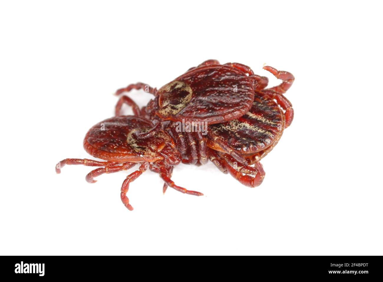 Ticks (Ixodida) on a white background. high magnification Stock Photo ...
