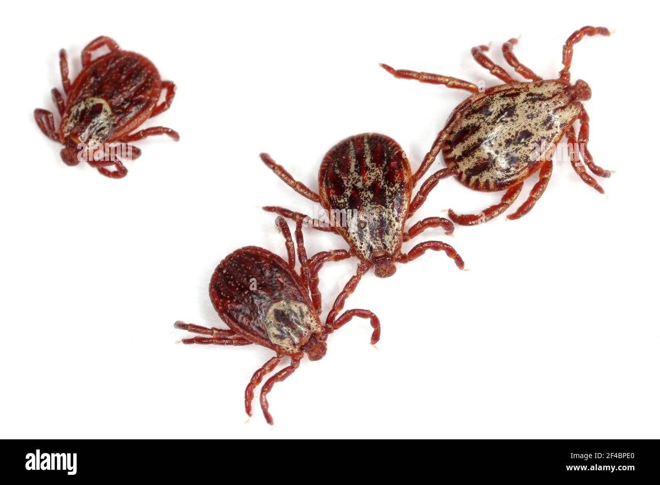 Ticks (Ixodida) on a white background. high magnification Stock Photo ...