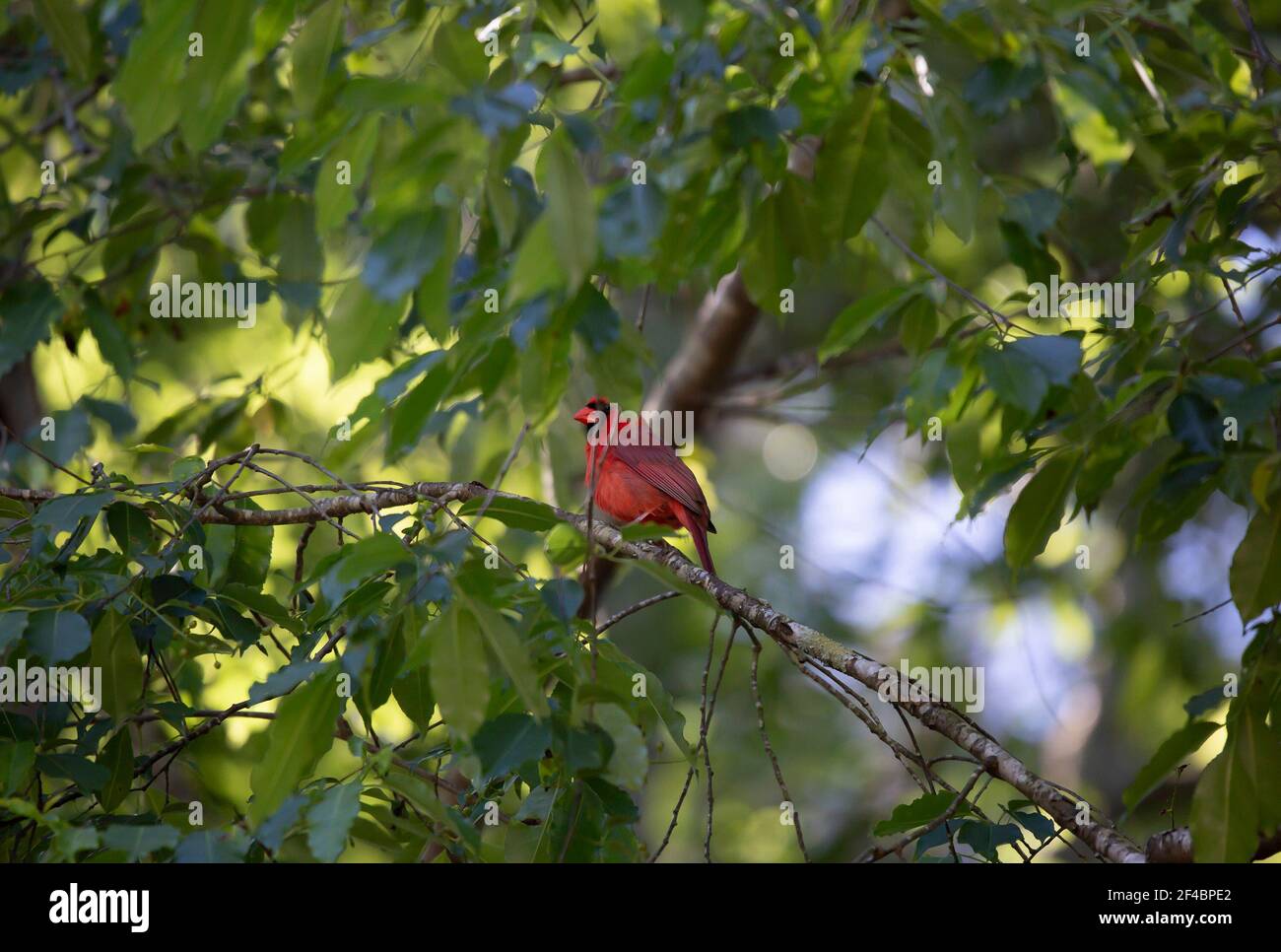 Male cardinal (Cardinalis cardinalis) hiding on a tree branch Stock ...