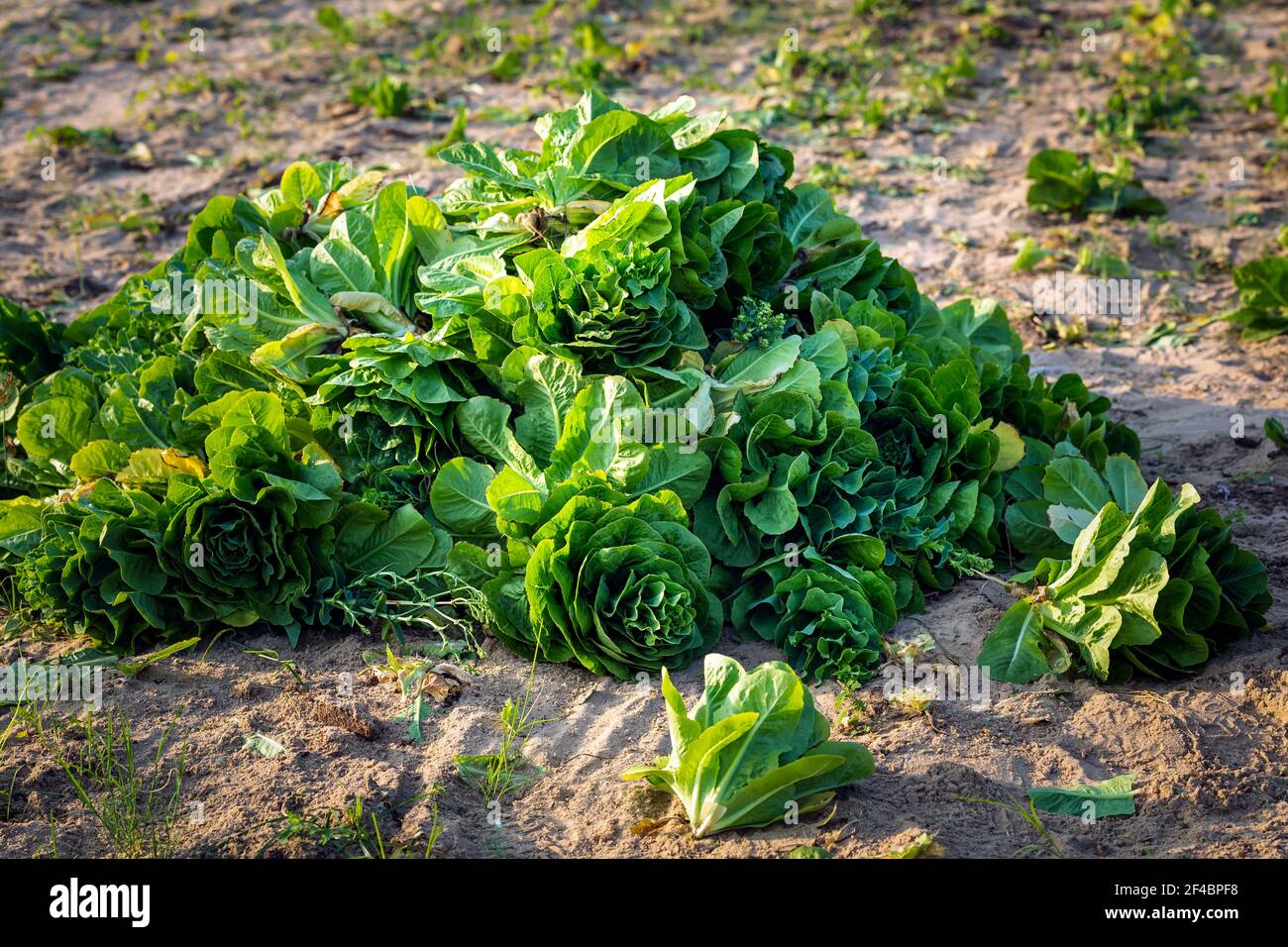 Fresh green Cabbage together in the farm field at Dammam, Saudi Arabia ...