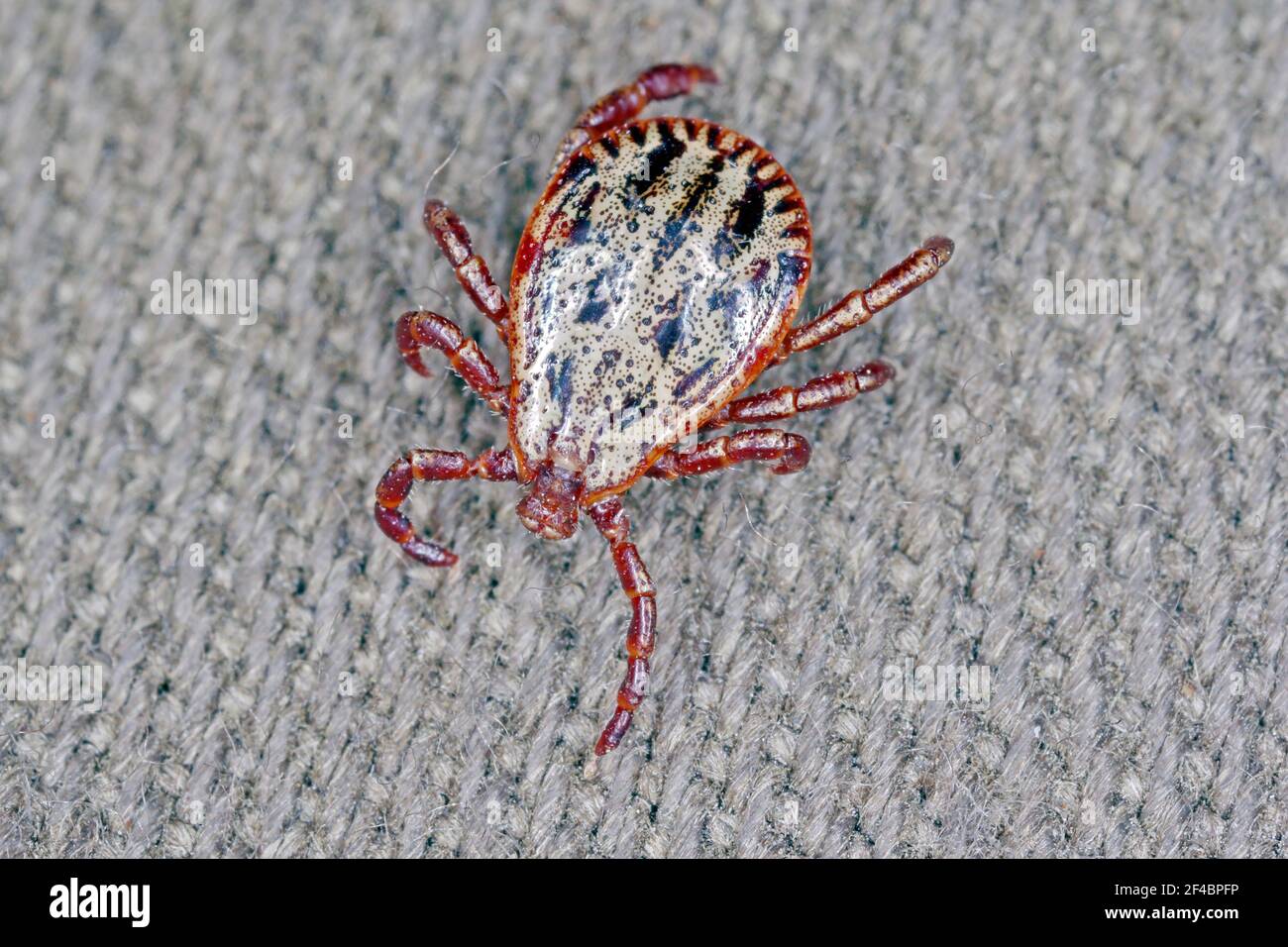 Tick walking on clothes. High magnification Stock Photo - Alamy