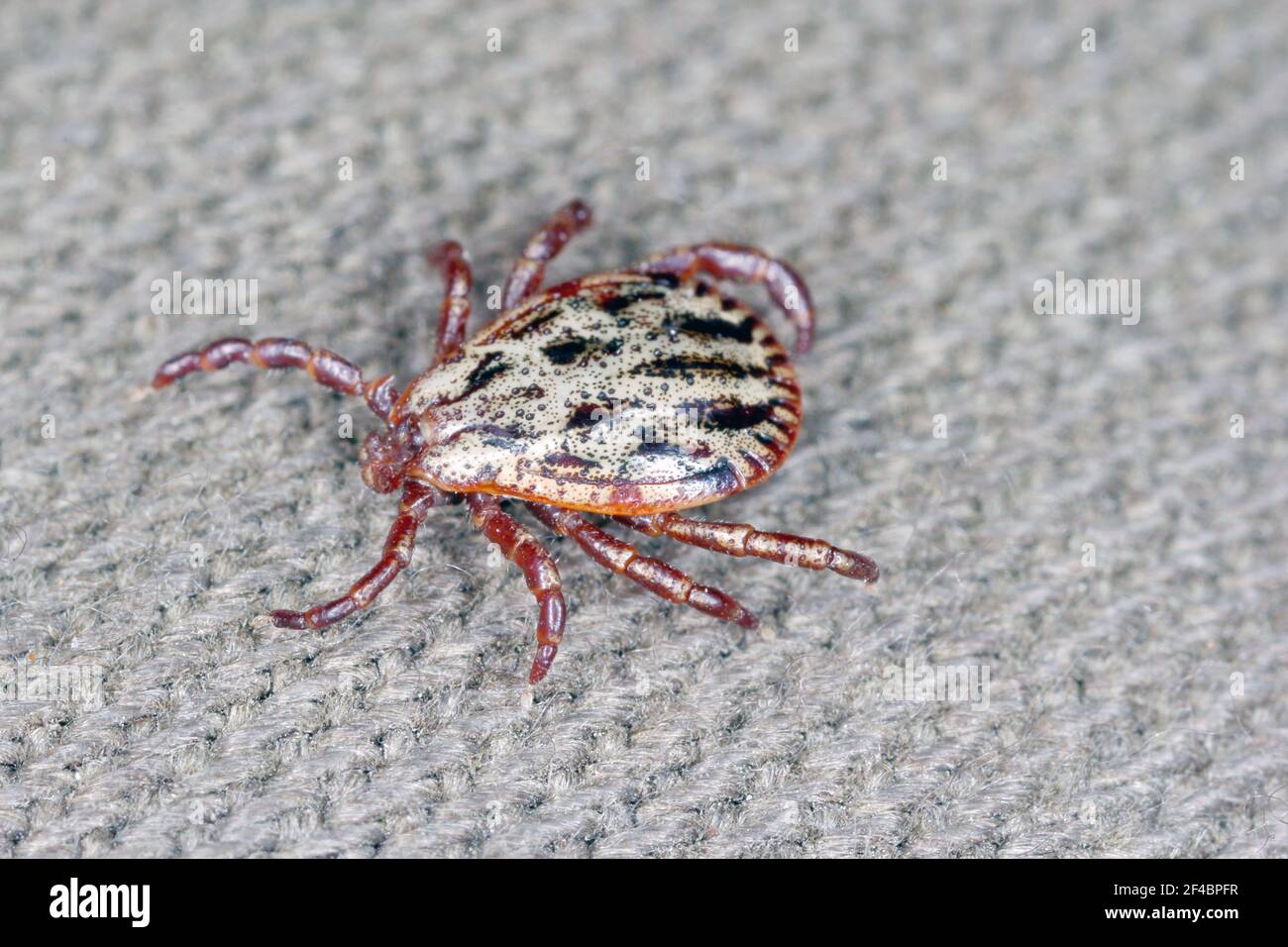 Tick walking on clothes. High magnification Stock Photo - Alamy