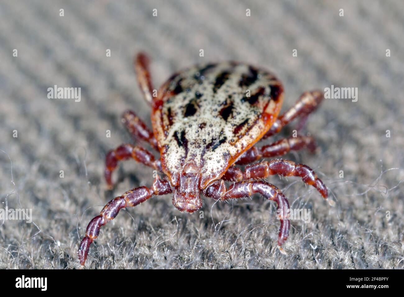 Tick walking on clothes. High magnification Stock Photo - Alamy