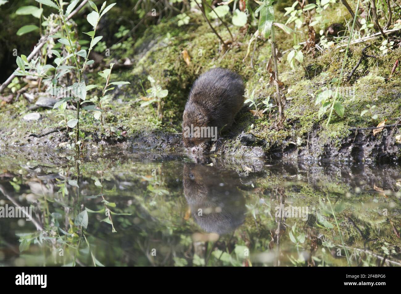 Water Vole - Feeding on river bank Arvicola terrestris Sussex, UK ...