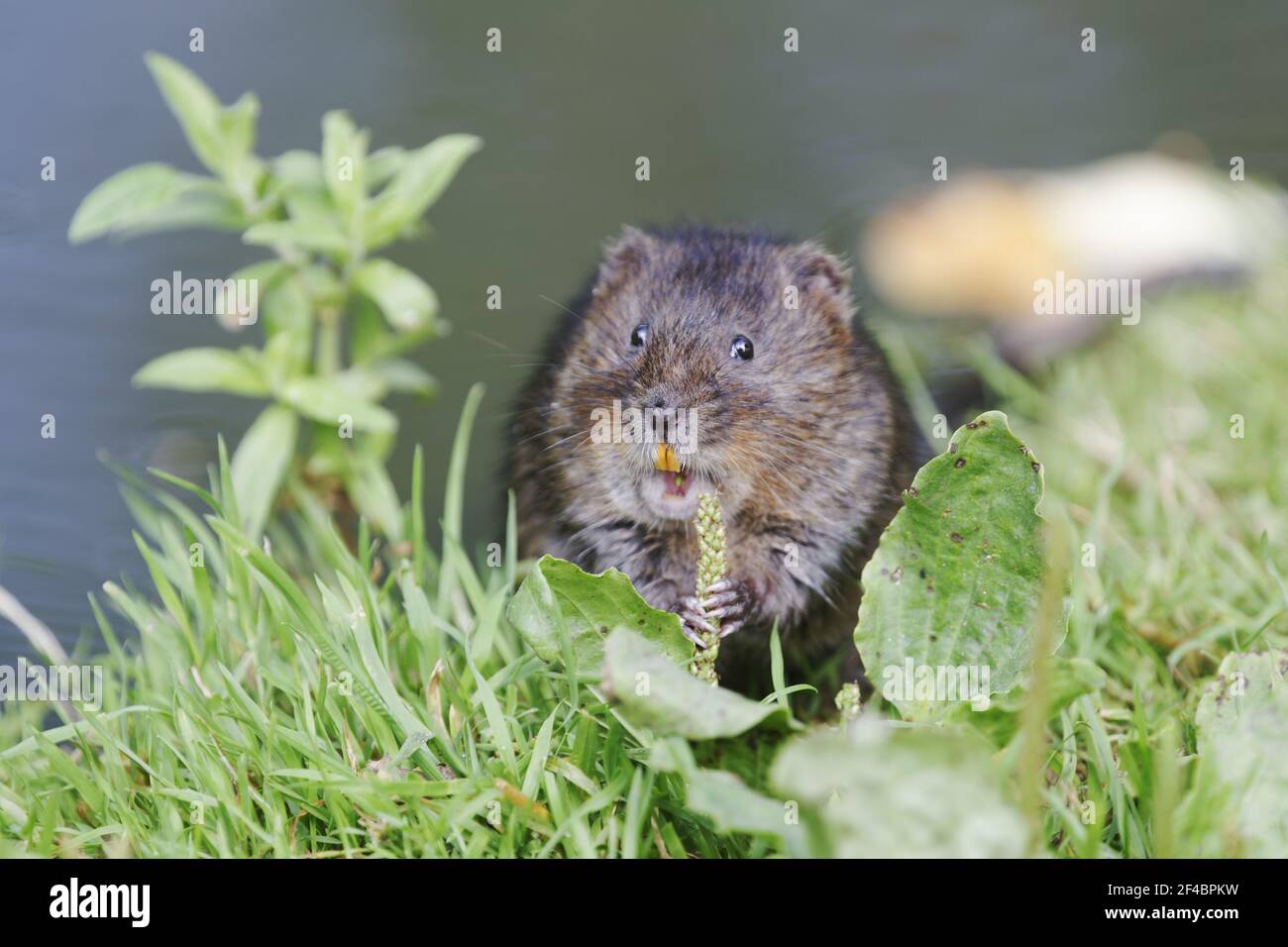 Bank voles uk hi-res stock photography and images - Alamy