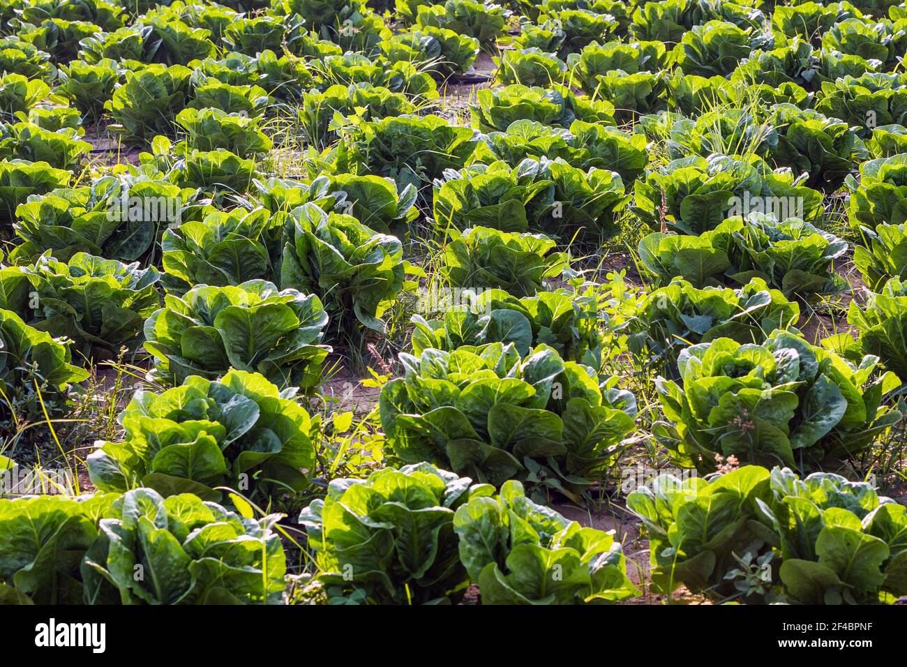 Fresh green Cabbage growing close together in the farm field at Dammam ...