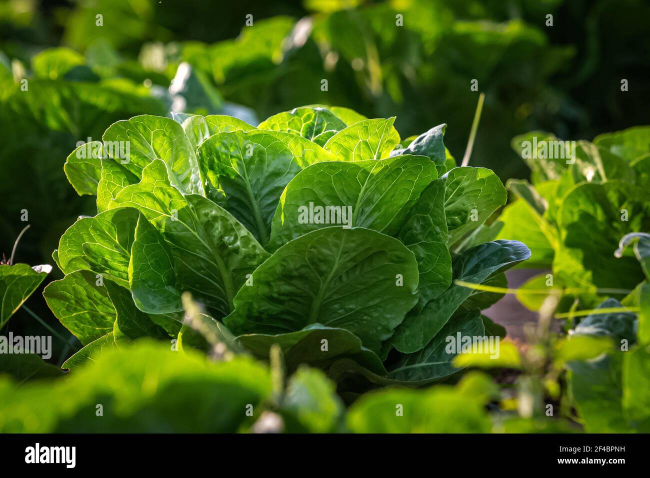 Fresh green Cabbage growing close together in the farm field at Dammam ...