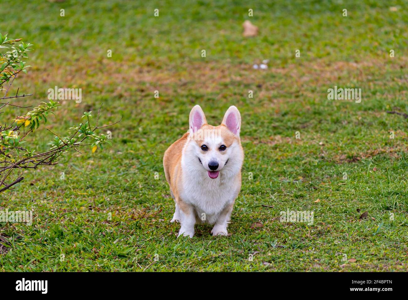 Pembrokeshire welsh corgi hi-res stock photography and images - Alamy