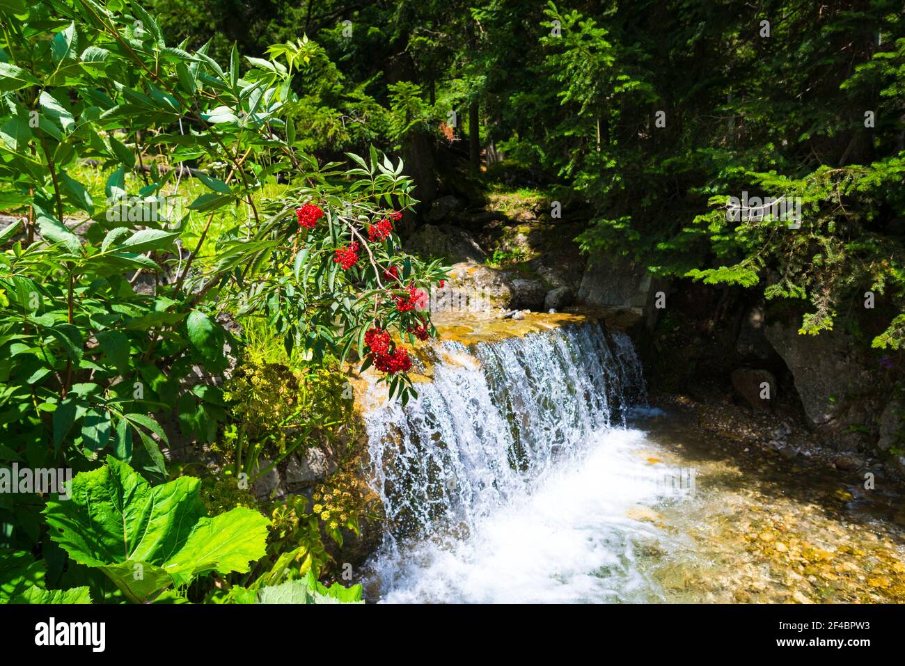 landscape in the summer Stock Photo - Alamy