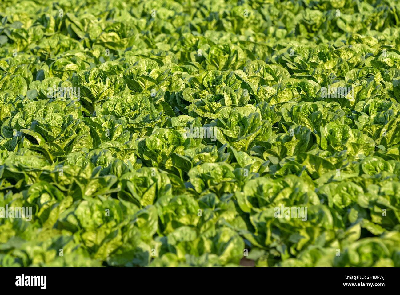 Fresh green Cabbage growing close together in the farm field at Dammam ...