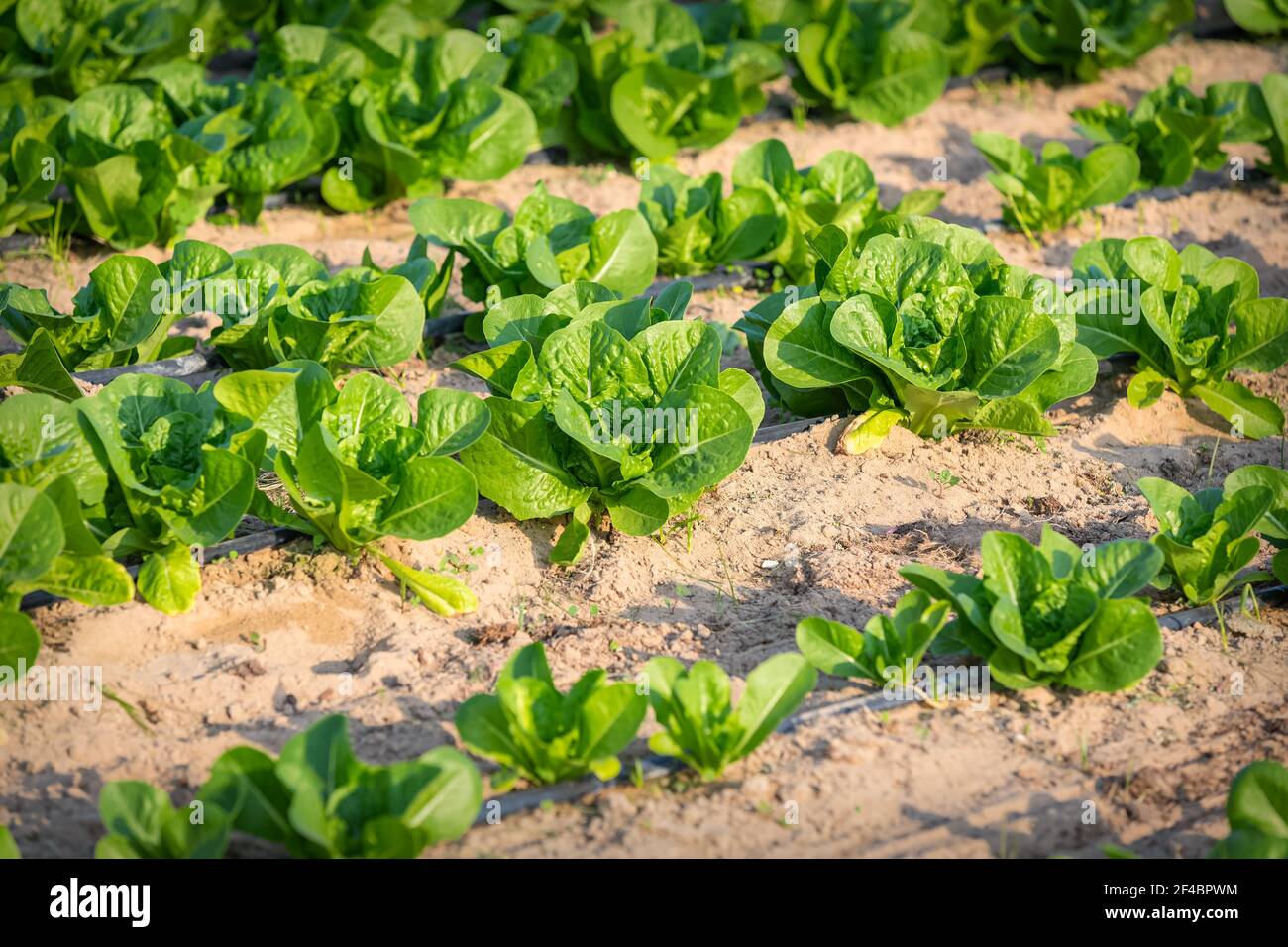 Fresh green Cabbage growing close together in the farm field at Dammam ...