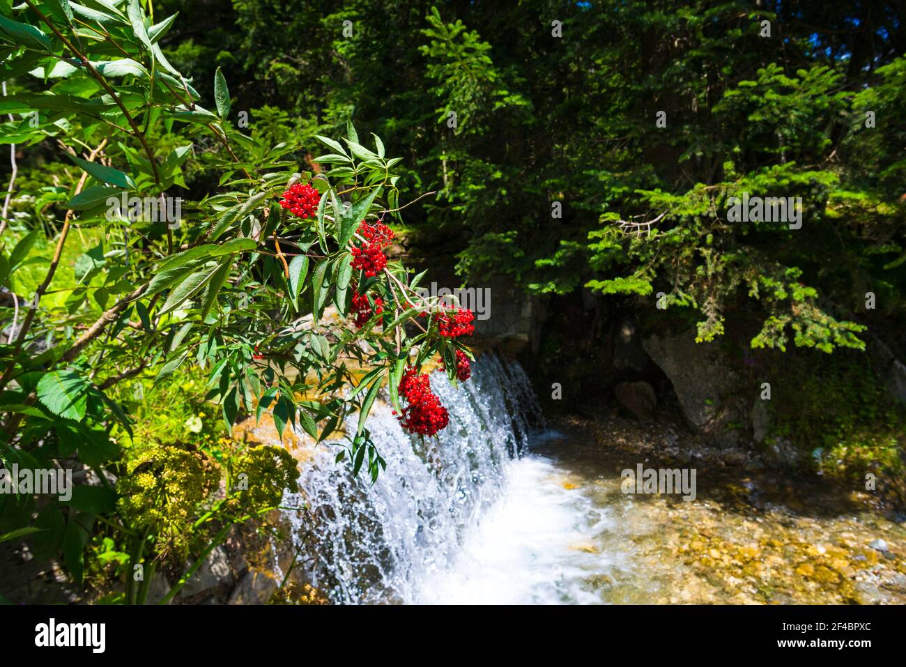 landscape in the summer Stock Photo - Alamy