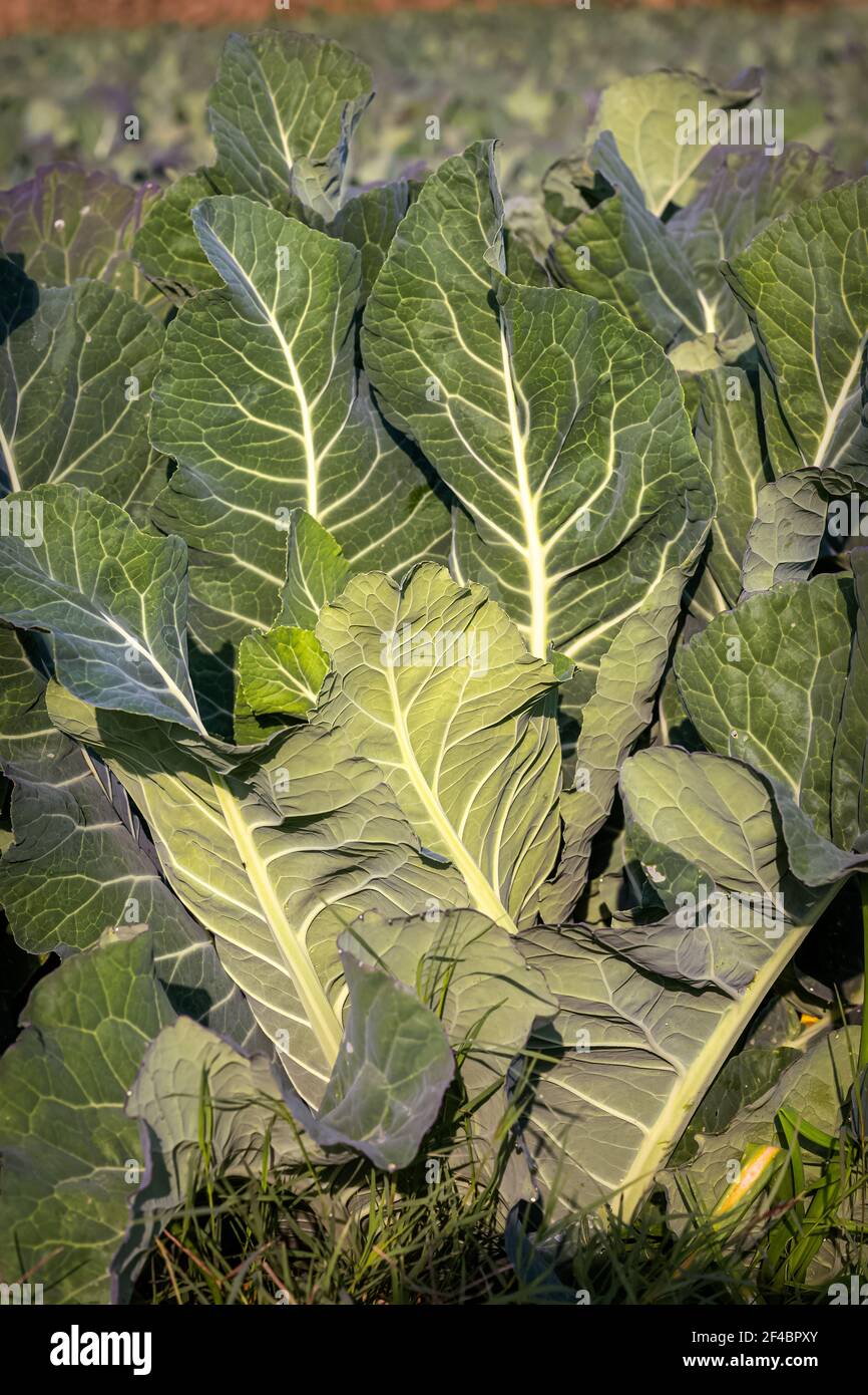 Fresh green Cabbage growing close together in the farm field at Dammam ...