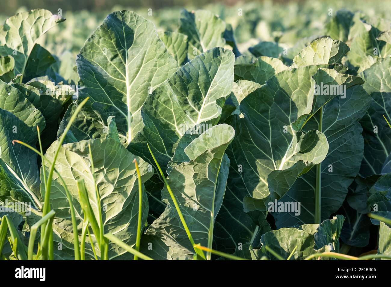 Fresh green Cabbage growing close together in the farm field at Dammam ...